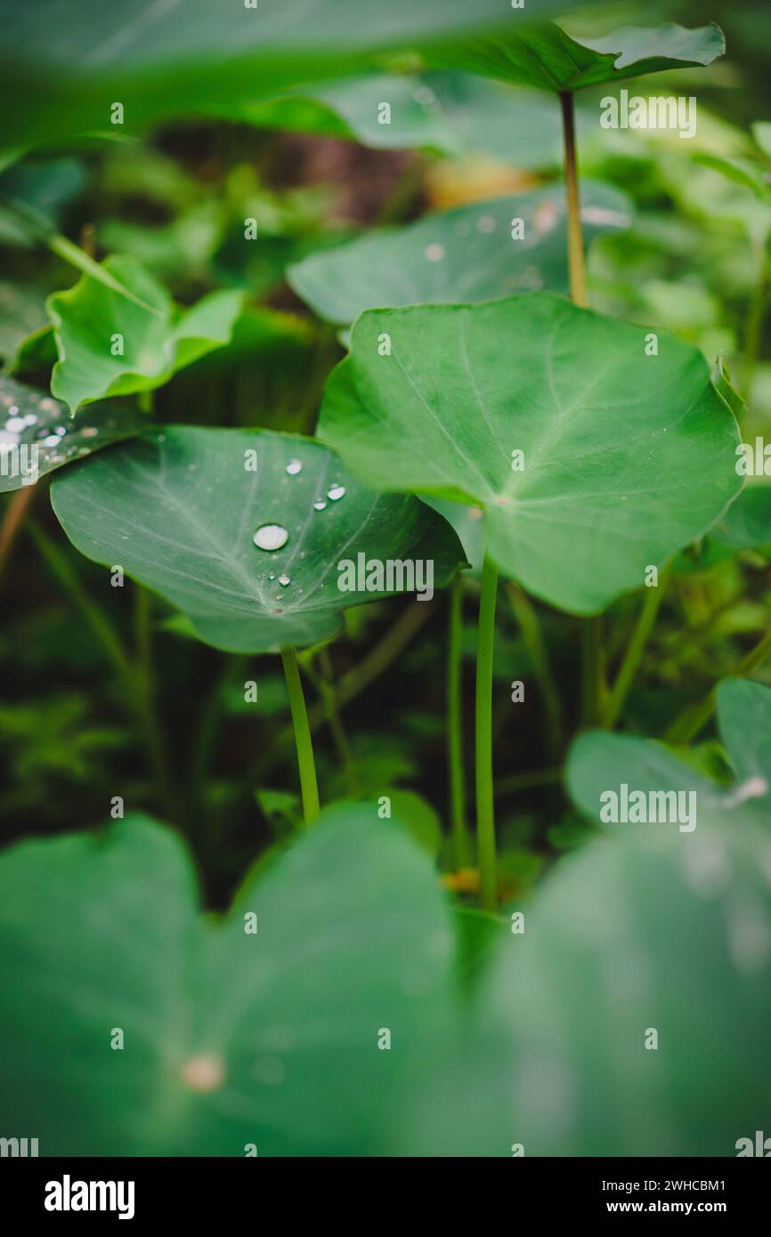 Shiny lotus hi-res stock photography and images - Alamy