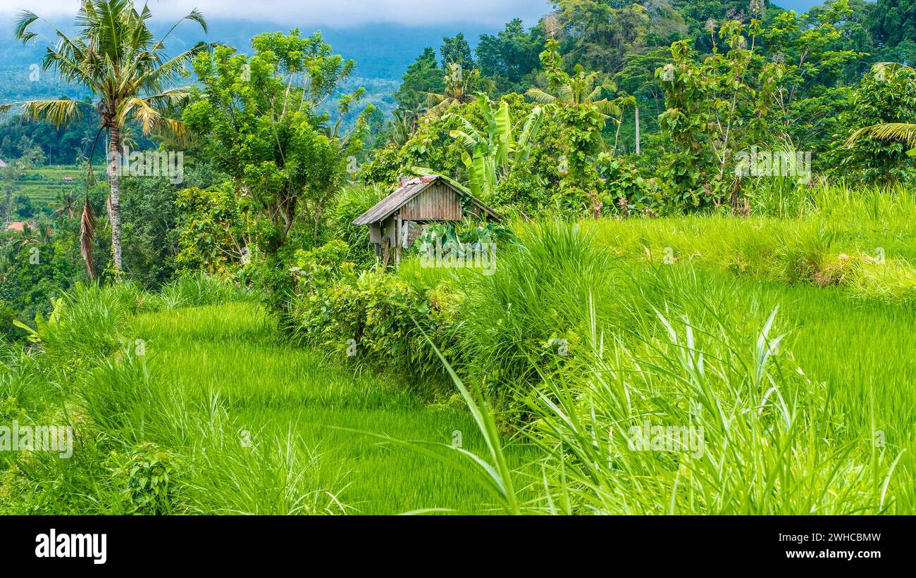 Rice tarrace under Water in Sidemen, Bali, Indonesia Stock Photo - Alamy