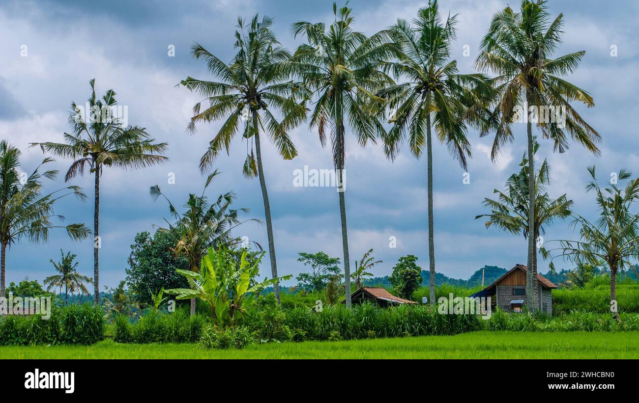 Some coconut palm trees near rice tarrace hi-res stock photography and ...