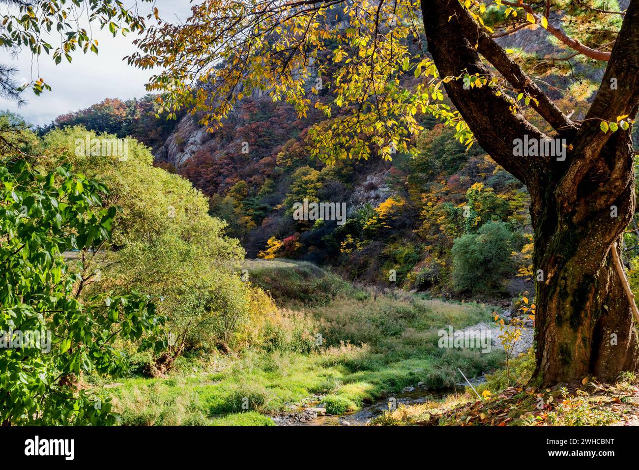 Mountainside covered with trees in autumn colors in South Korea Stock ...