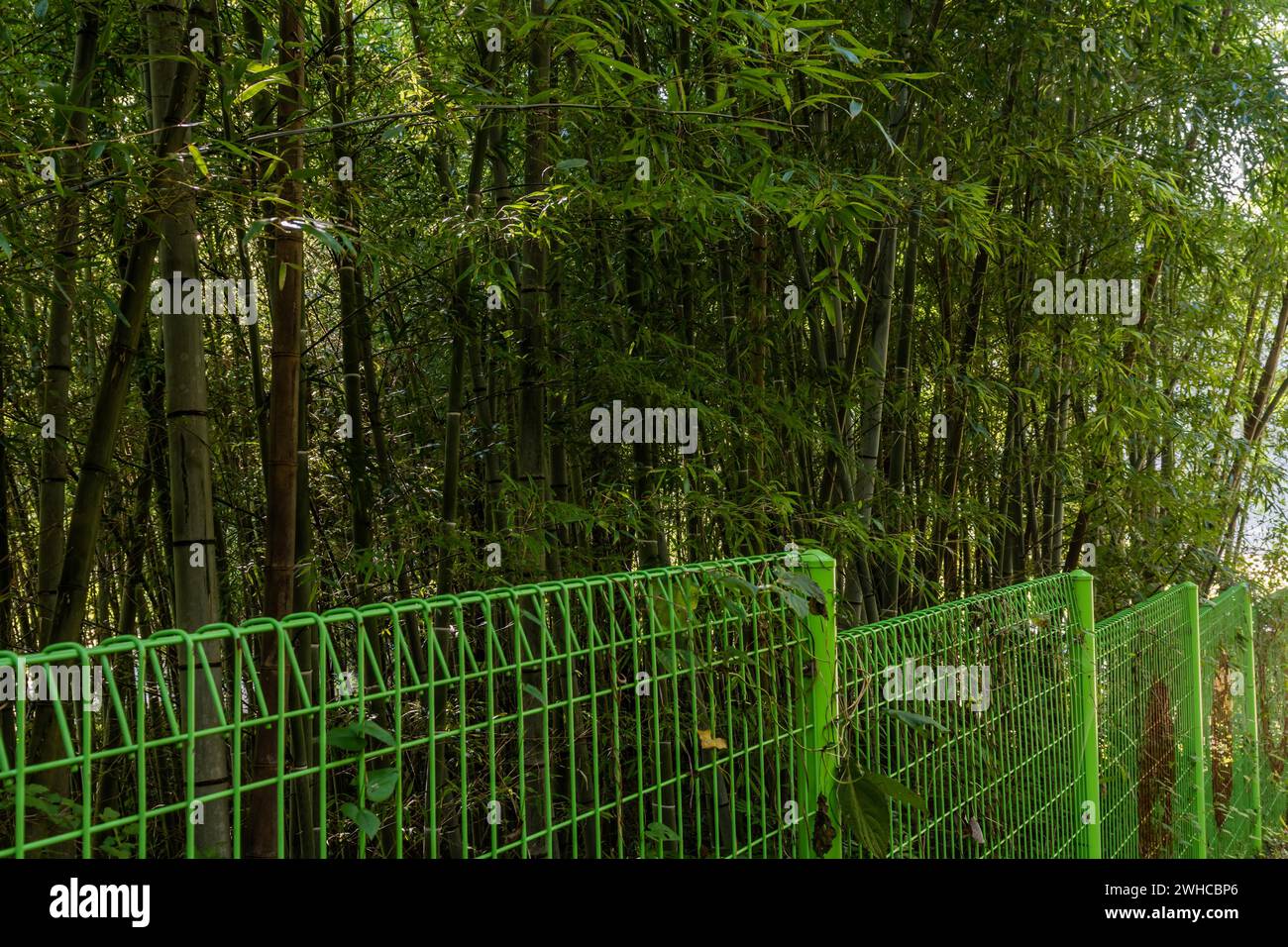 Green wire fence along grove of tall bamboo plants on sunny morning in ...