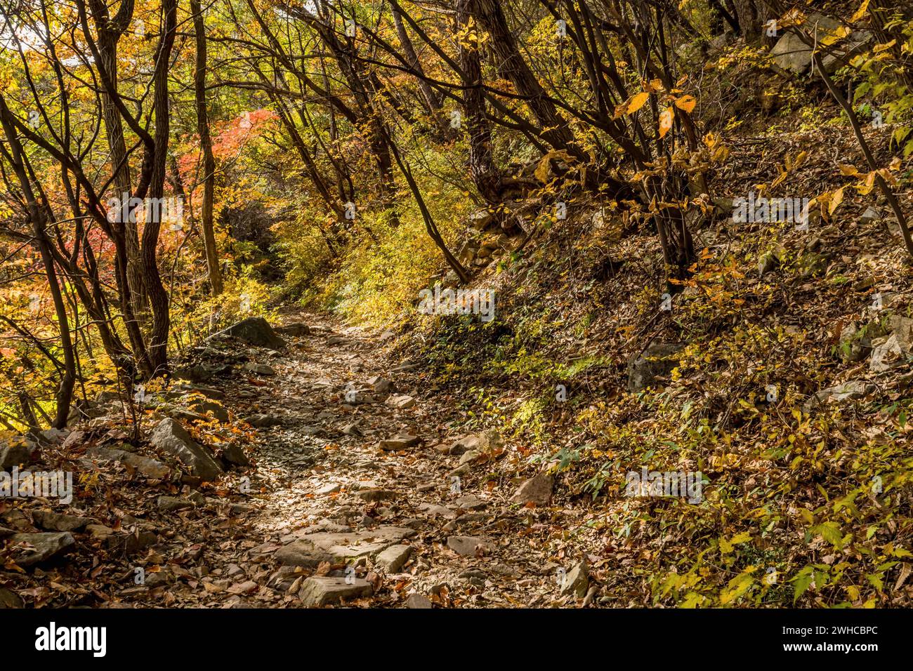 Rocky hiking trail in mountain park with trees in fall colors in South ...