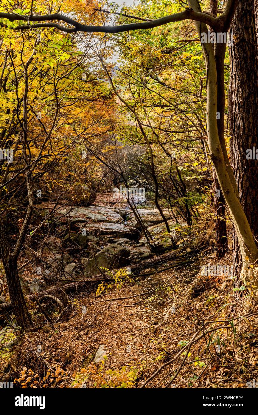 Landscape of shallow stream under canopy of trees in autumn colors in ...