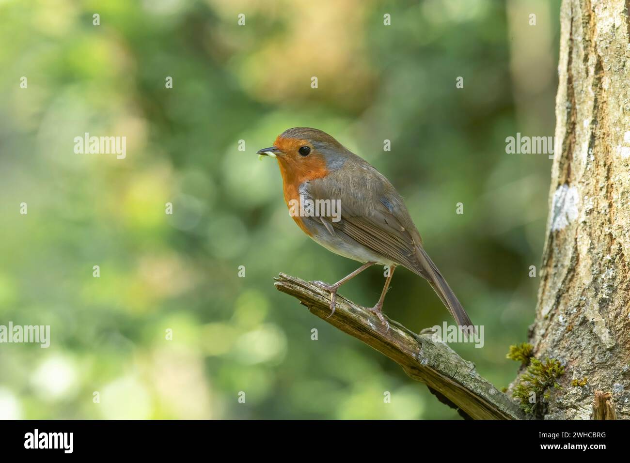 Robin, eating a worm, on a branch, close up, in a forest, in Scotland ...