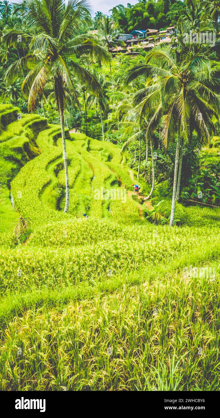 Amazing tegalalang Rice Terrace field with beautiful palm trees growing ...