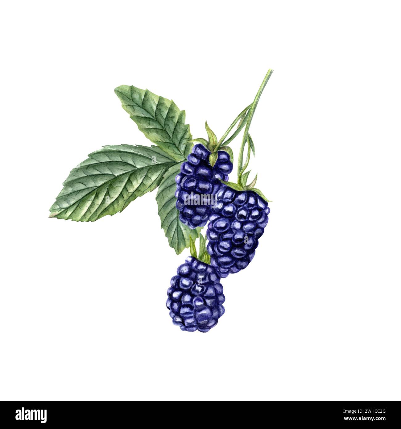 Blackberry botanical illustration hi-res stock photography and images ...