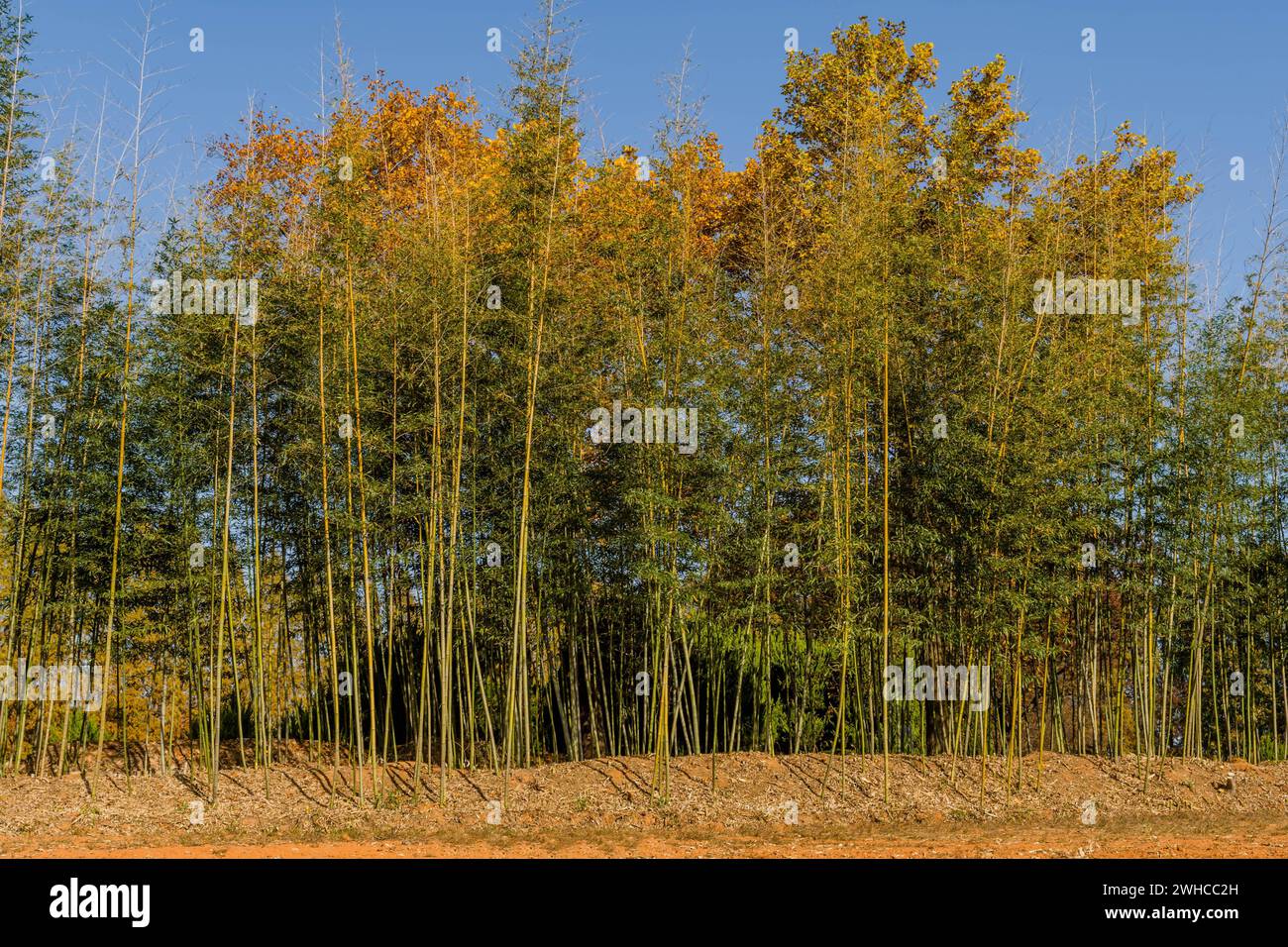 Grove of tall bamboo trees against soft blue sky in rural park in South ...