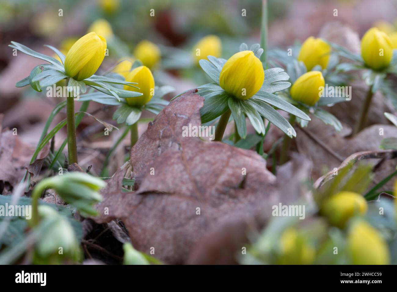 Yellow winter aconites, Germany Stock Photo - Alamy