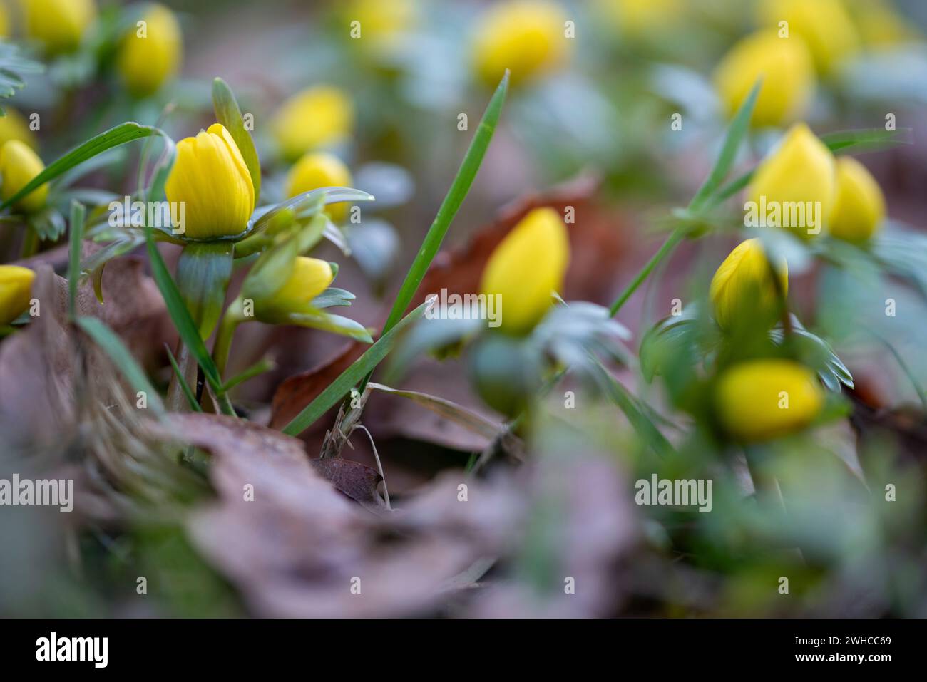 Yellow winter aconites, Germany Stock Photo - Alamy