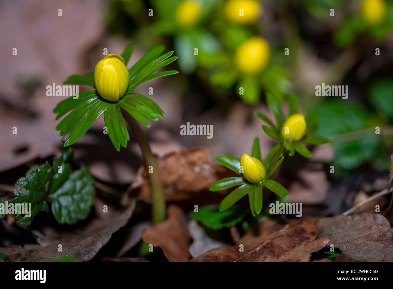 Yellow winter aconites, Germany Stock Photo - Alamy