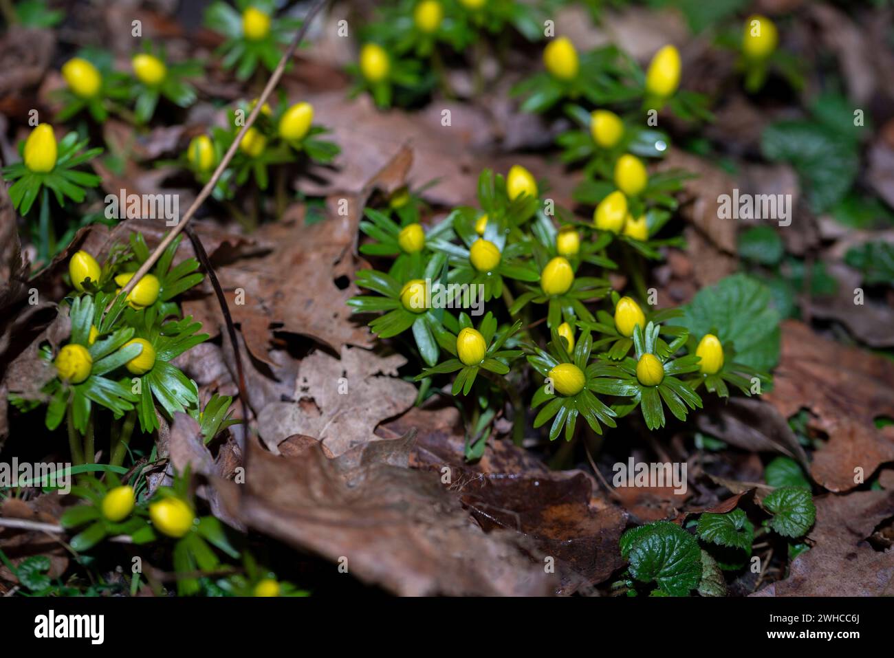 Yellow winter aconites, Germany Stock Photo - Alamy