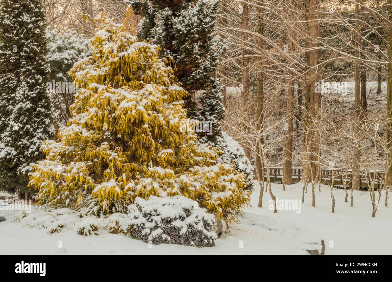 Winter landscape of beautiful evergreen trees in a public park covered ...