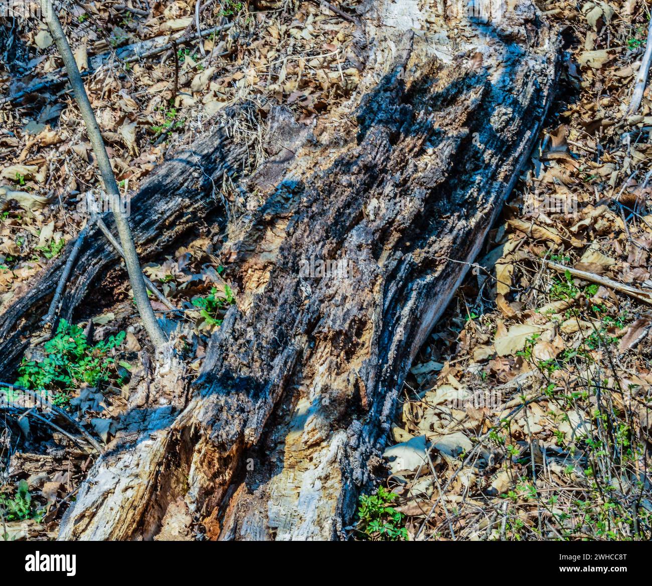 Log laying on the ground hi-res stock photography and images - Alamy