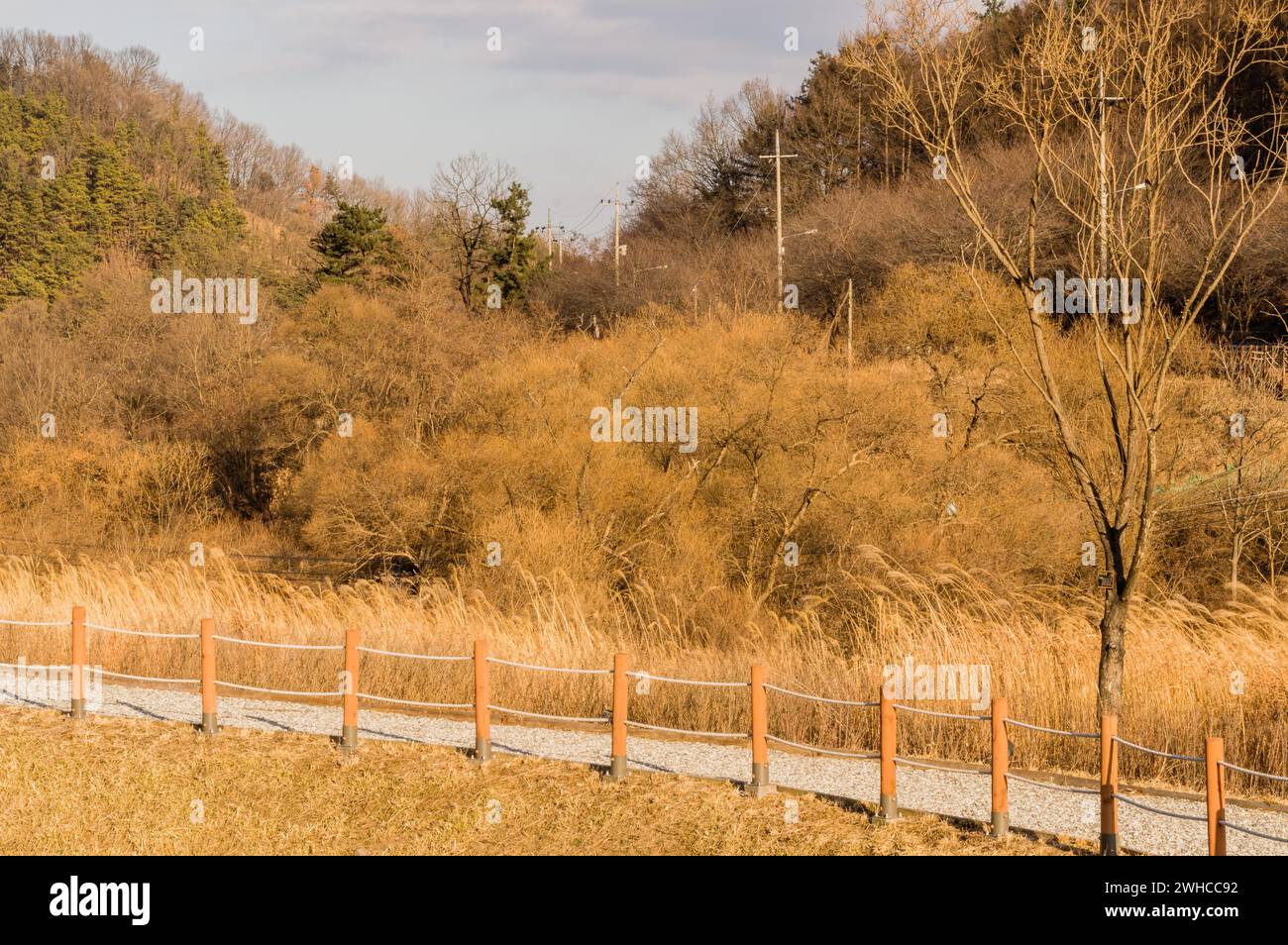 Landscape of a woodland area park with tall grass and trees with a ...