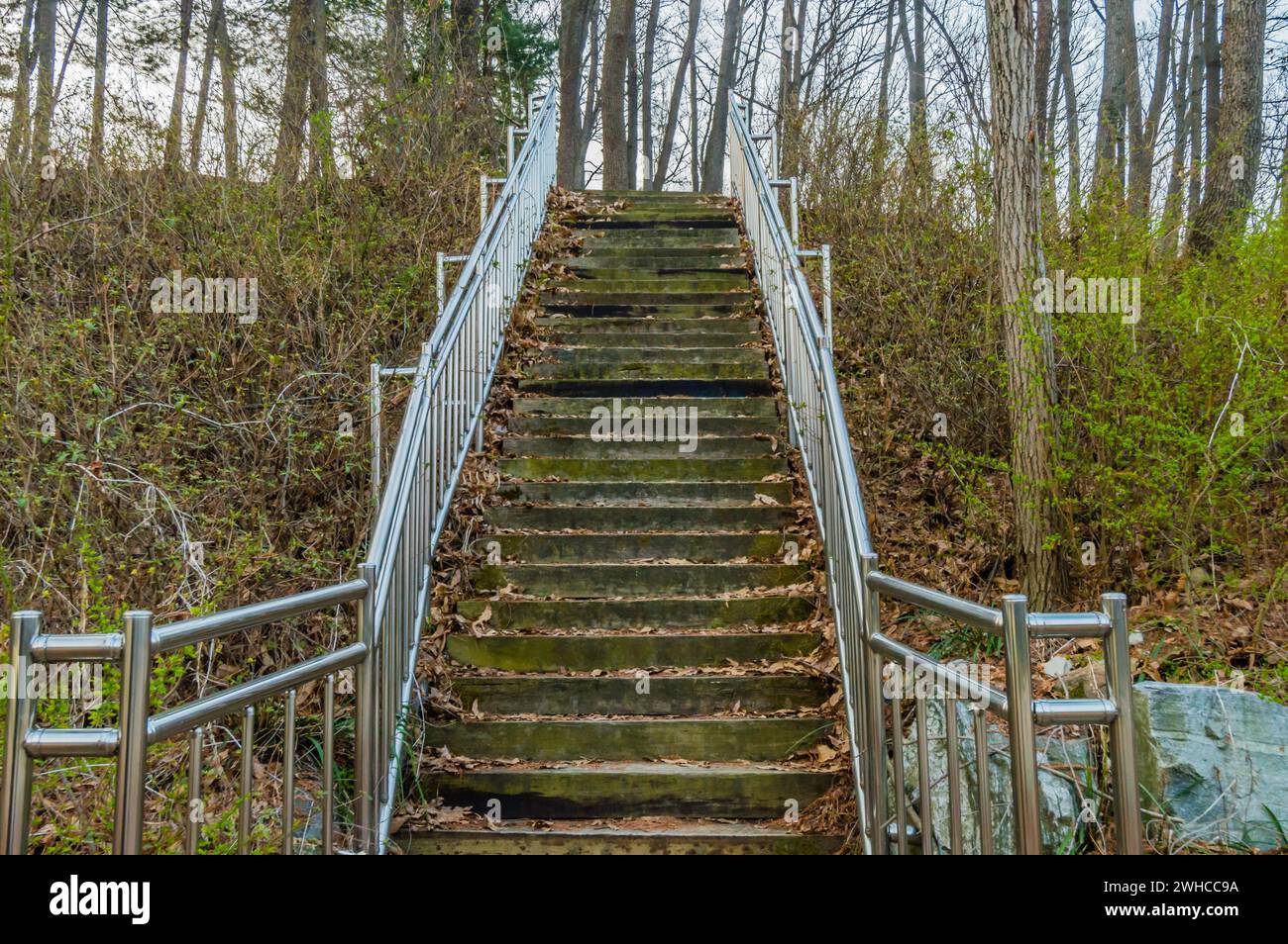Wooden stairway with chrome railing in woodland park in Daejeon, South ...