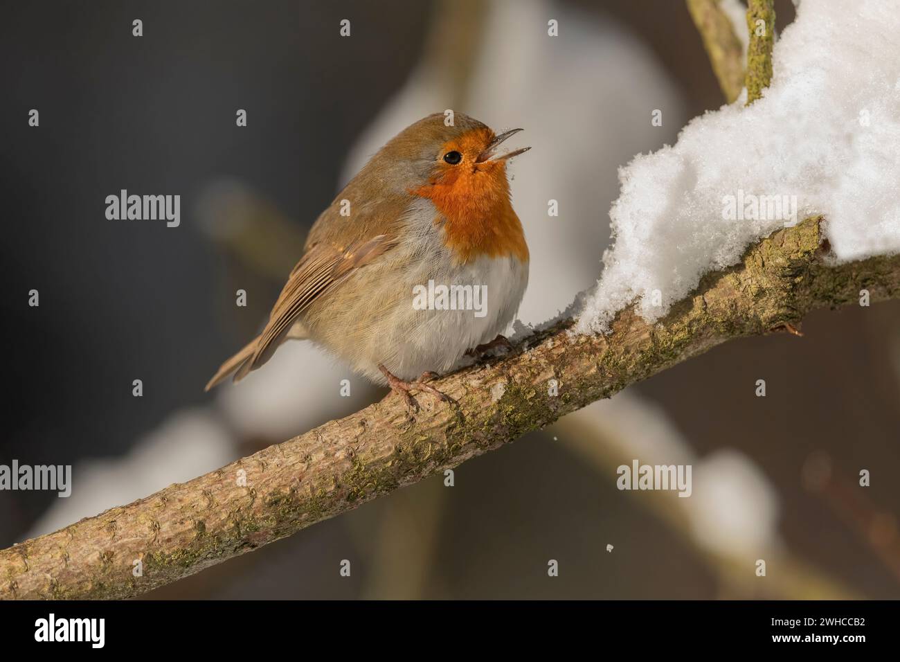 Robin with beak open hi-res stock photography and images - Alamy