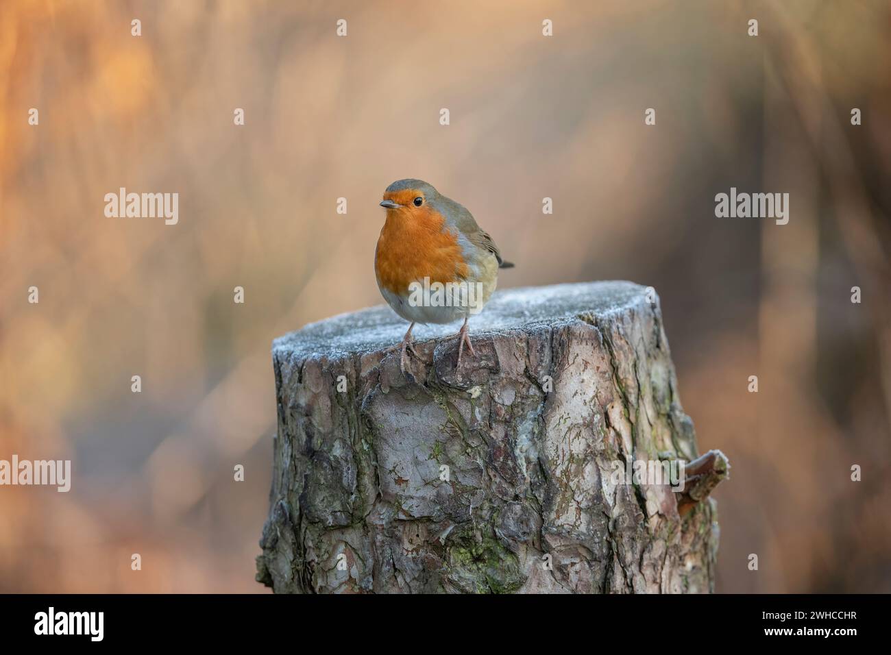 Robin on a frost covered tree stump Stock Photo - Alamy