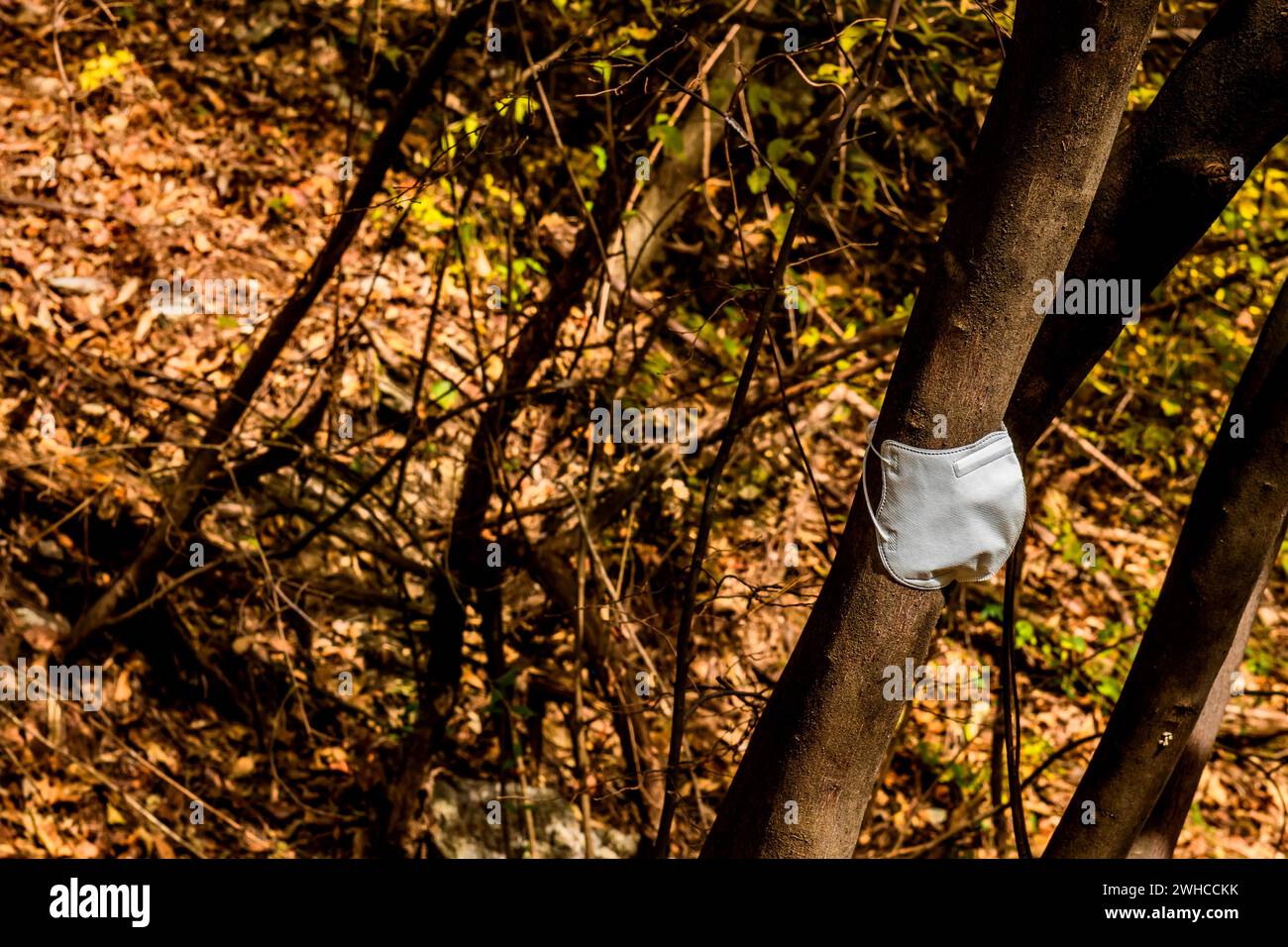 White medical face mask tied onto tree in wilderness park during COVID ...