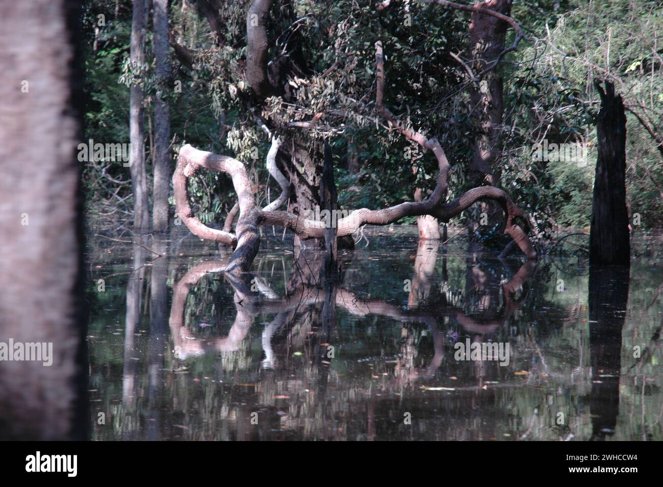Flooded Amazon rainforest, Madeira river - Rio Madeira - the biggest ...