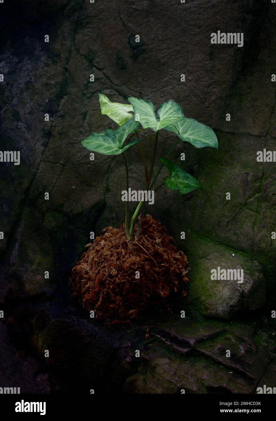 Roots growing into rock hi-res stock photography and images - Alamy