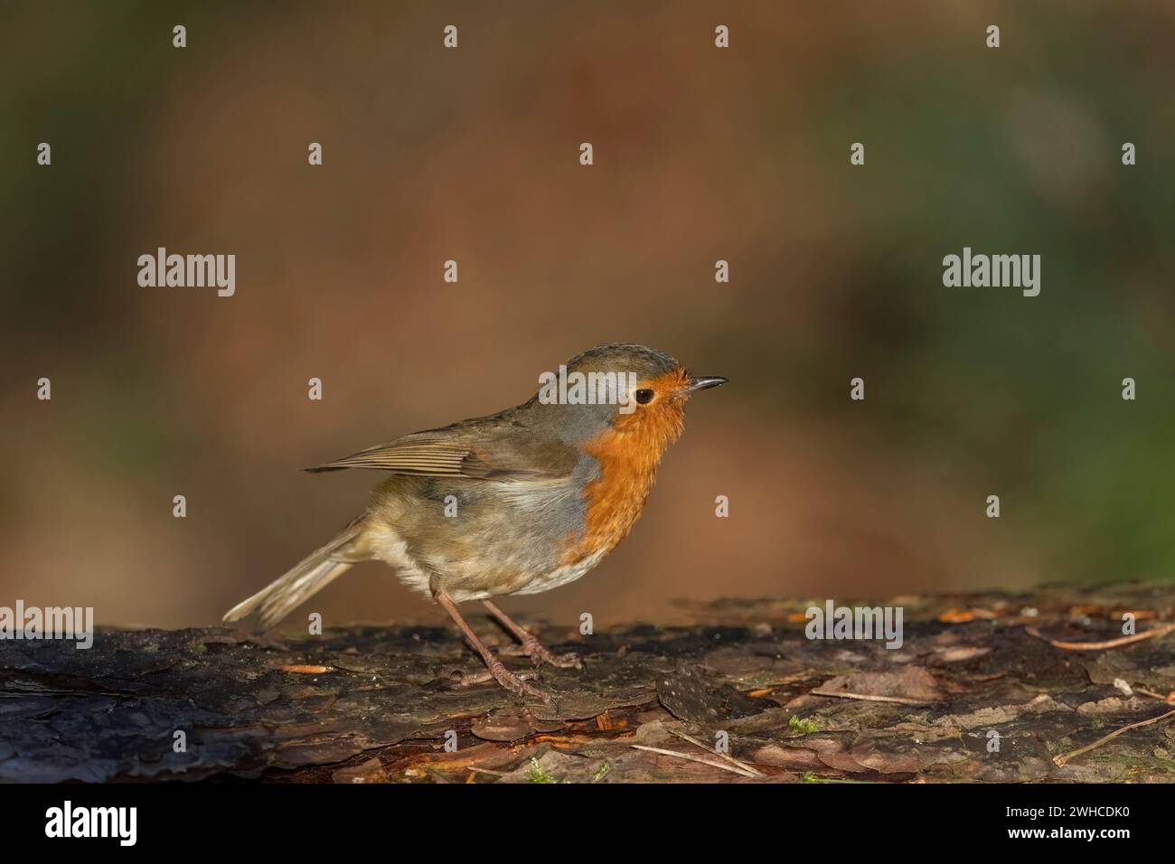 Robin in open countryside hi-res stock photography and images - Alamy