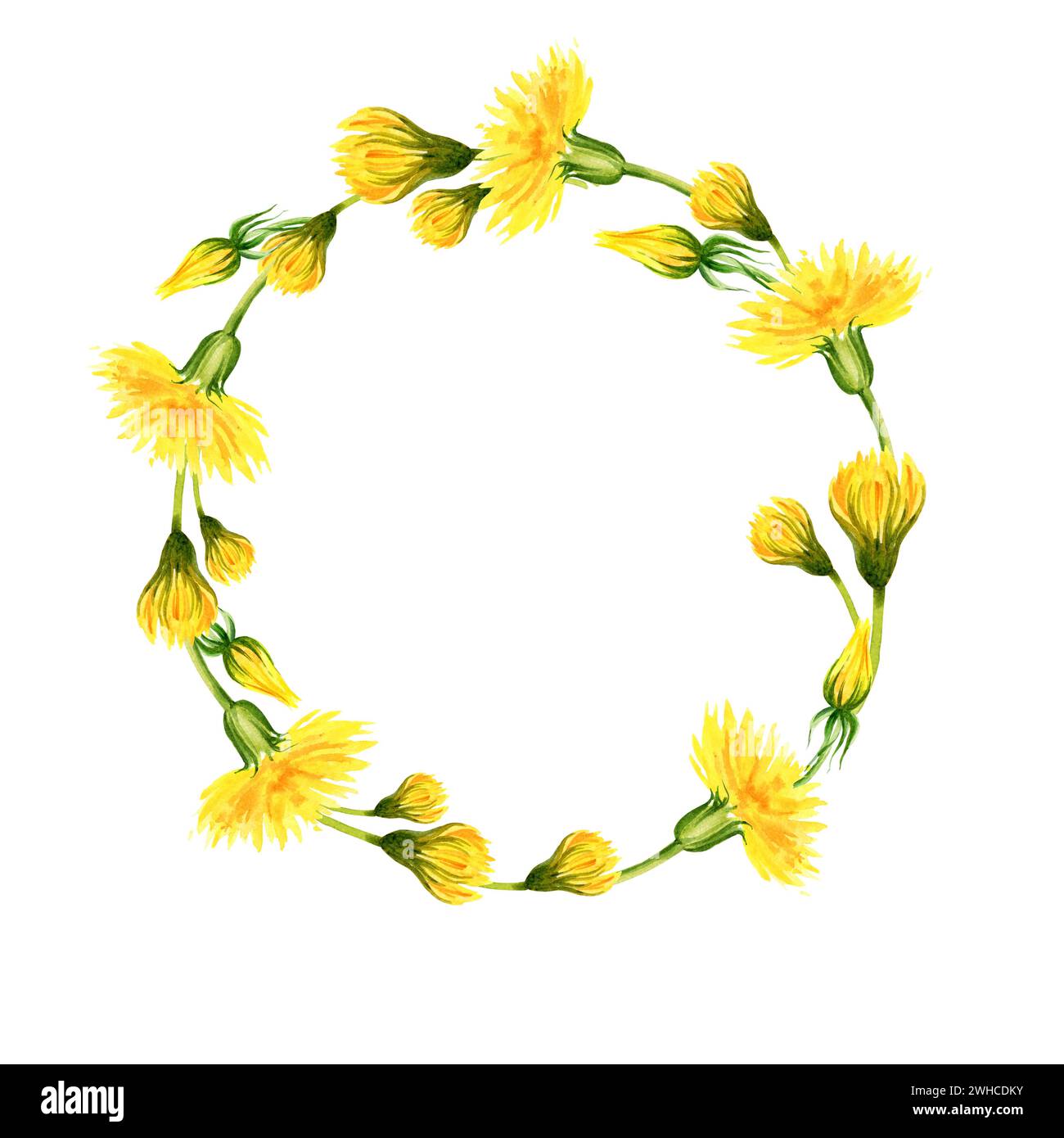 watercolor wreath with summer and spring yellow dandelion, hand draw ...
