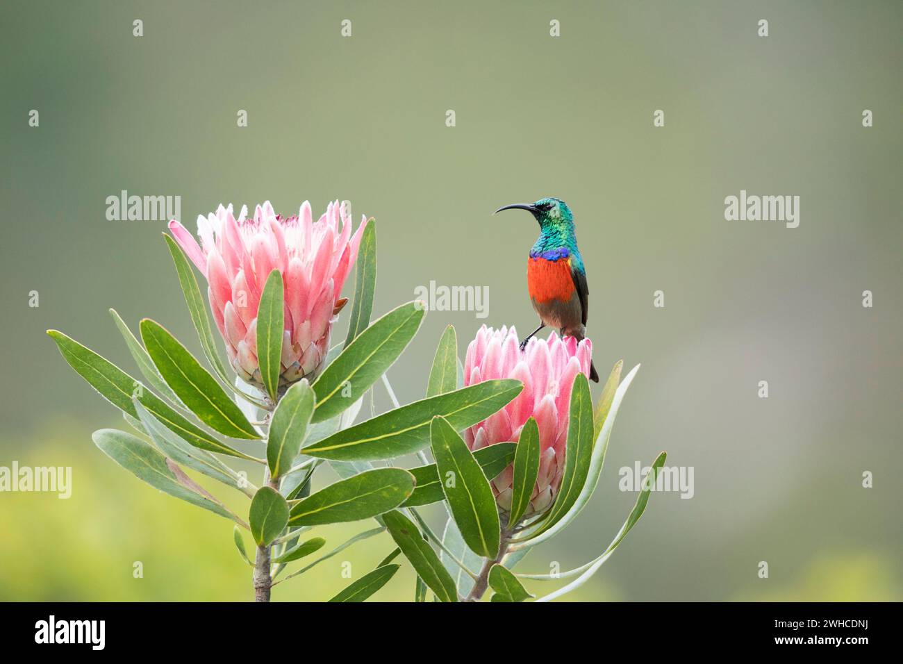 Africa, Garden Route, Greater Doublecollared Sunbird, Nectarinia afra ...