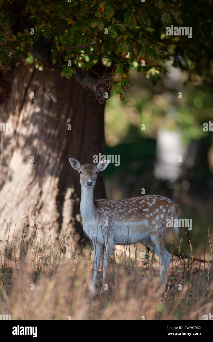 Fallow deer (Dama dama) adult female doe standing in a woodland ...