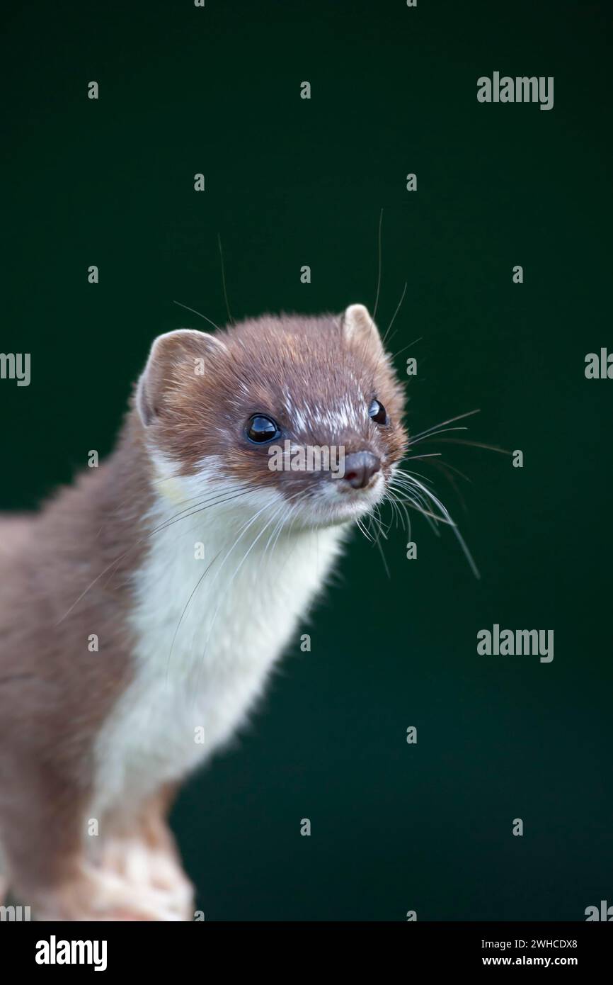 Stoat face hi-res stock photography and images - Alamy