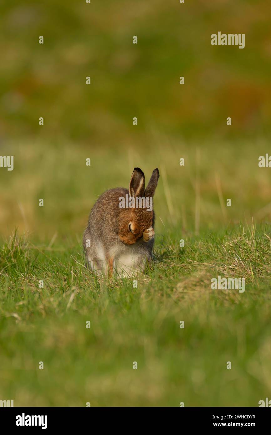 Mountain hare (Lepus timidus) adult animal washing its face on ...
