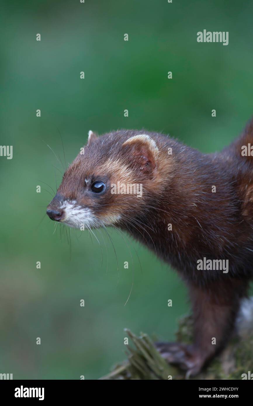 Polecat face hi-res stock photography and images - Alamy