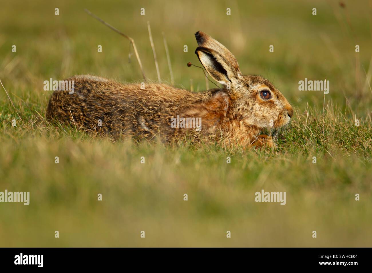 European brown hare (Lepus europaeus) adult animal stretching in ...