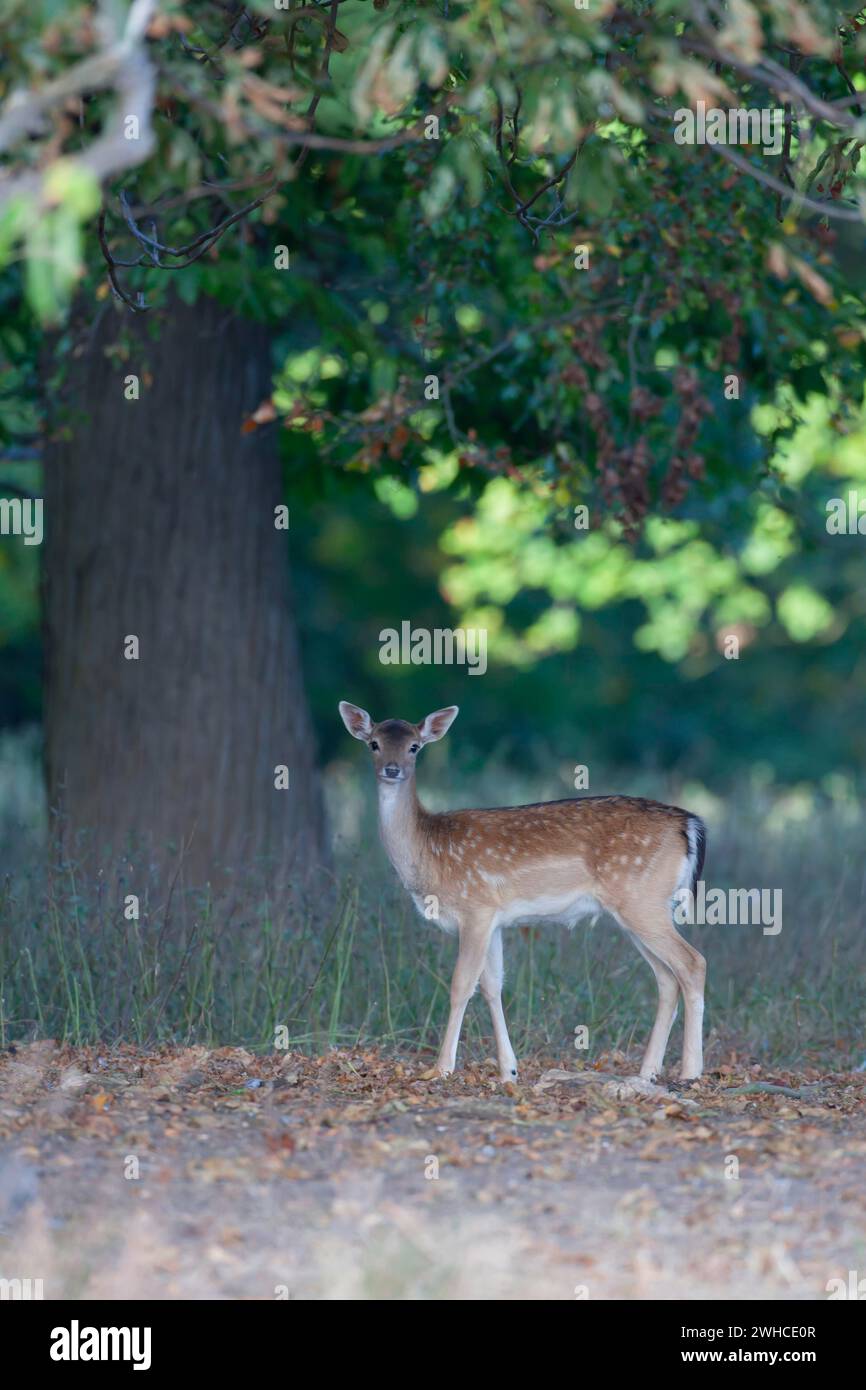 Fallow deer (Dama dama) adult female doe standing in a woodland ...
