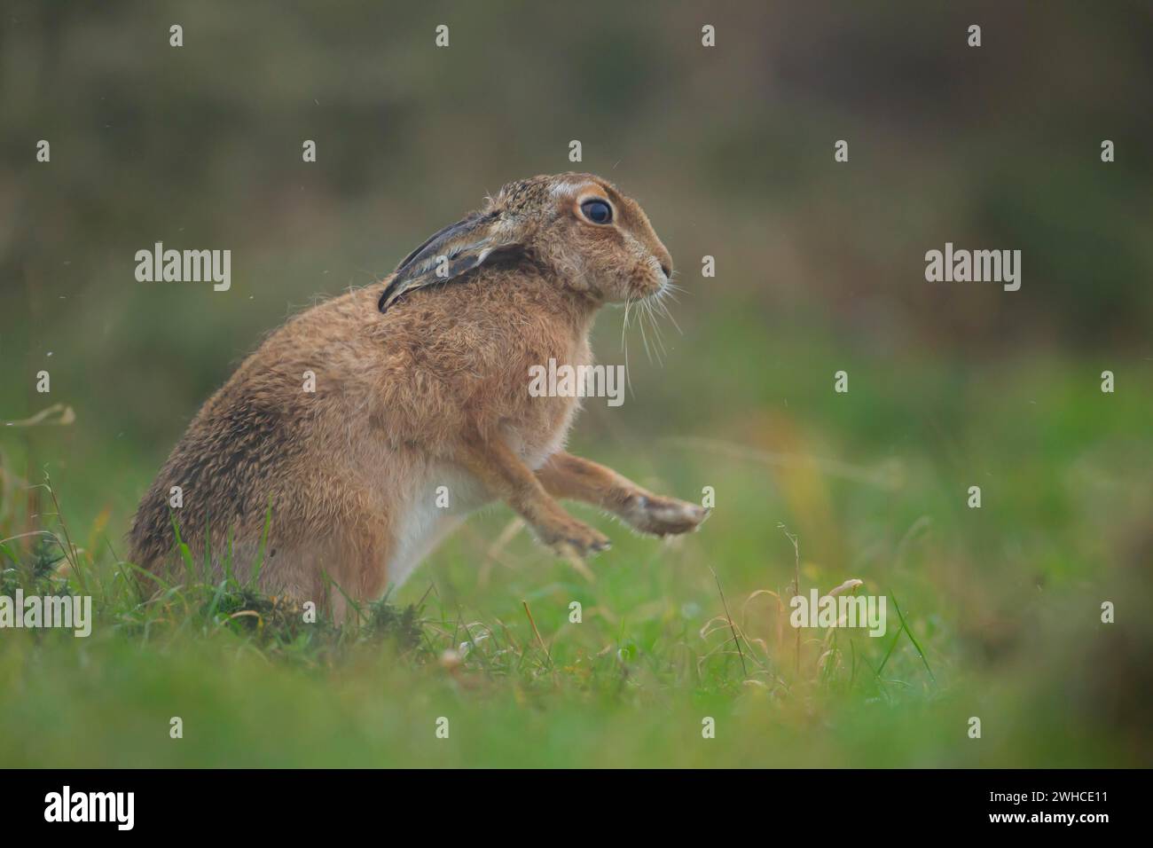 European brown hare (Lepus europaeus) adult animal stretching in ...
