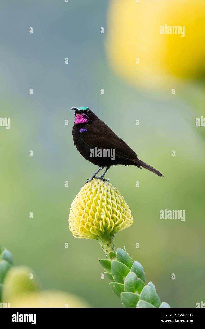 Africa, Amethyst Sunbird, Chalcomitra amethystina, Garden Route, South ...