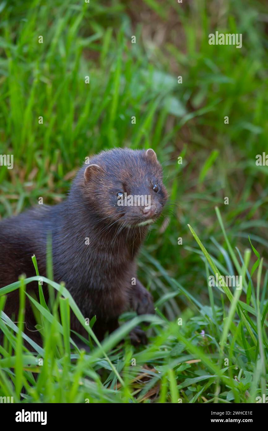 Mink animal hi-res stock photography and images - Alamy