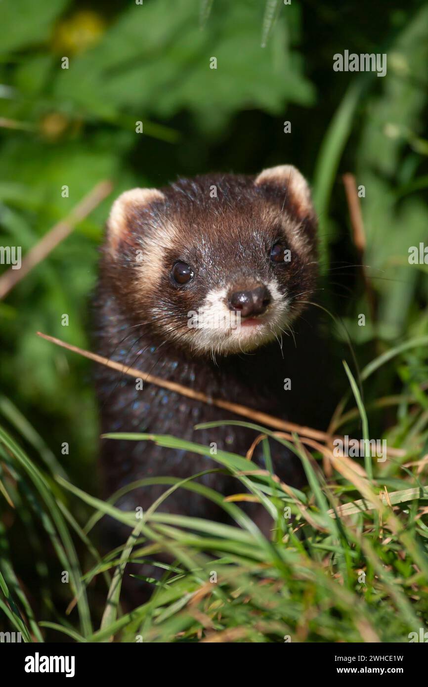 European polecat (Mustela putorius) adult animal in grassland, United ...