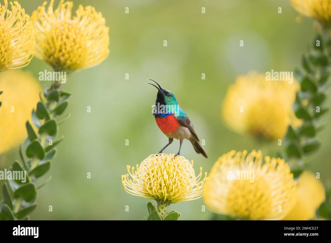 Africa, Garden Route, South Africa, Western Cape Province, bush, nature ...