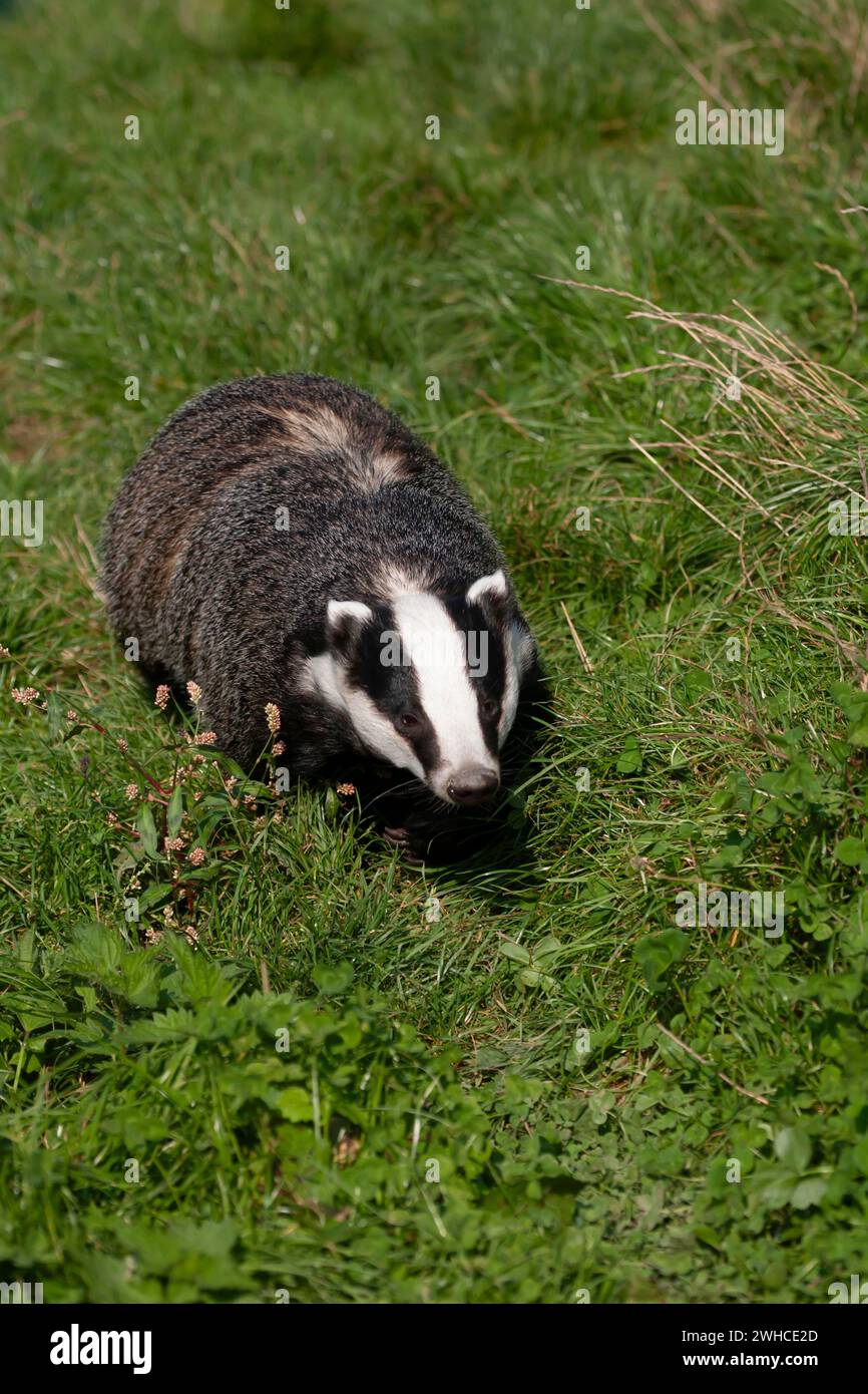 European badger (Meles meles) adult animal in grassland, United Kingdom ...