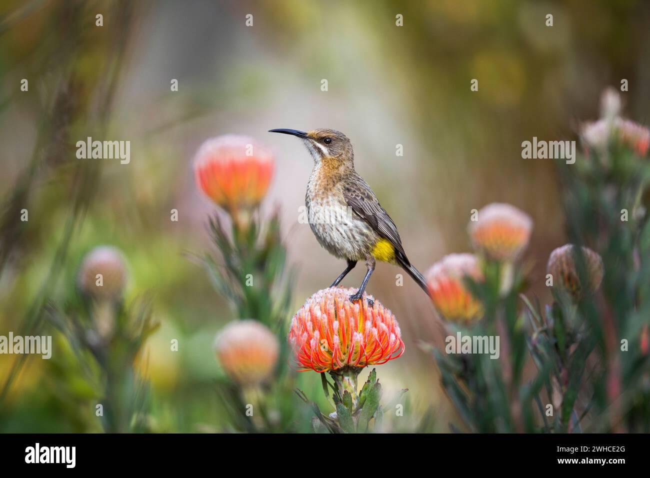 South Africa, Western Cape Province, Garden Route, bush, nature, Fynbos ...