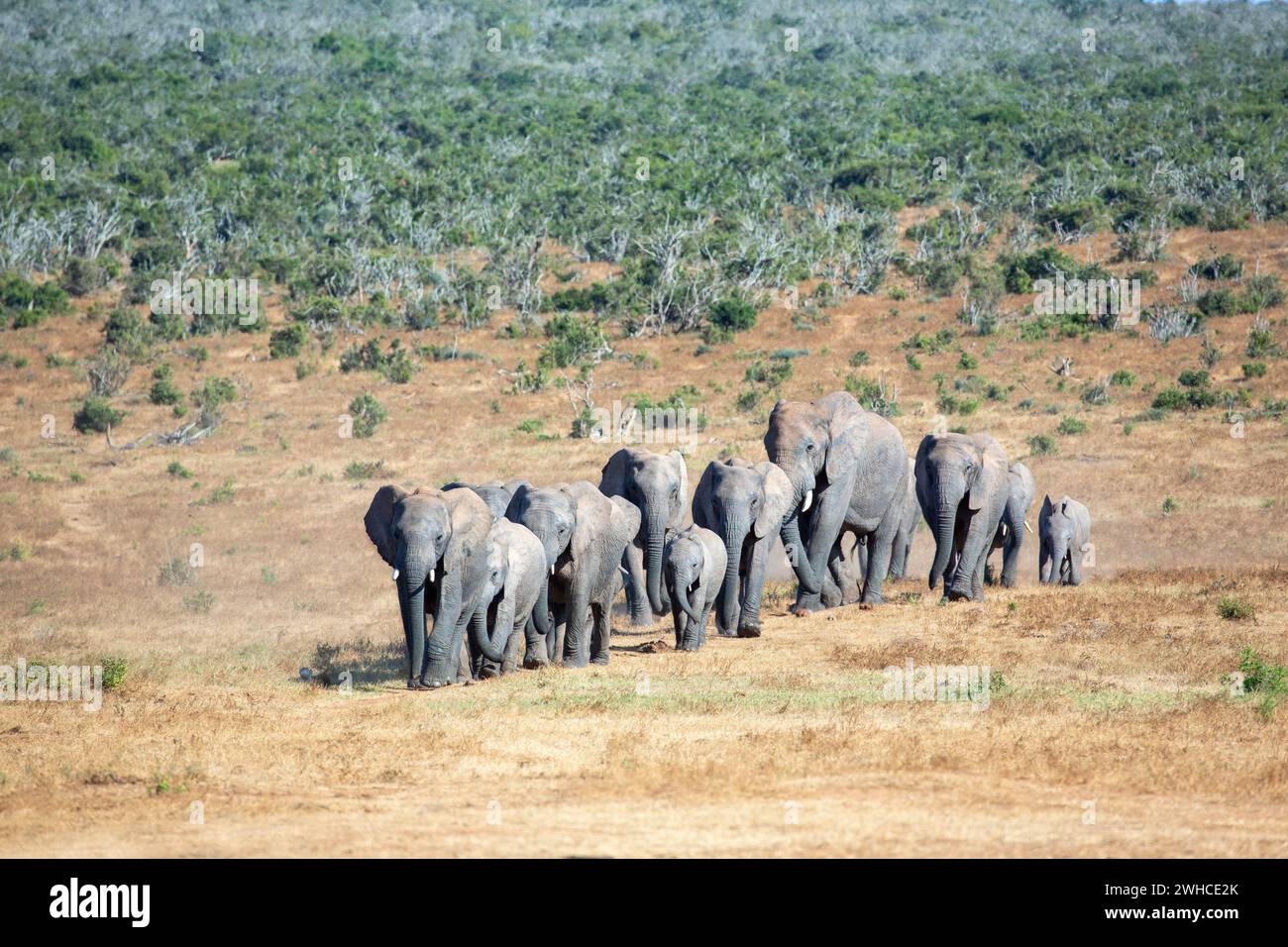 South Africa, Eastern Cape Province, Addo Elephant National Park ...