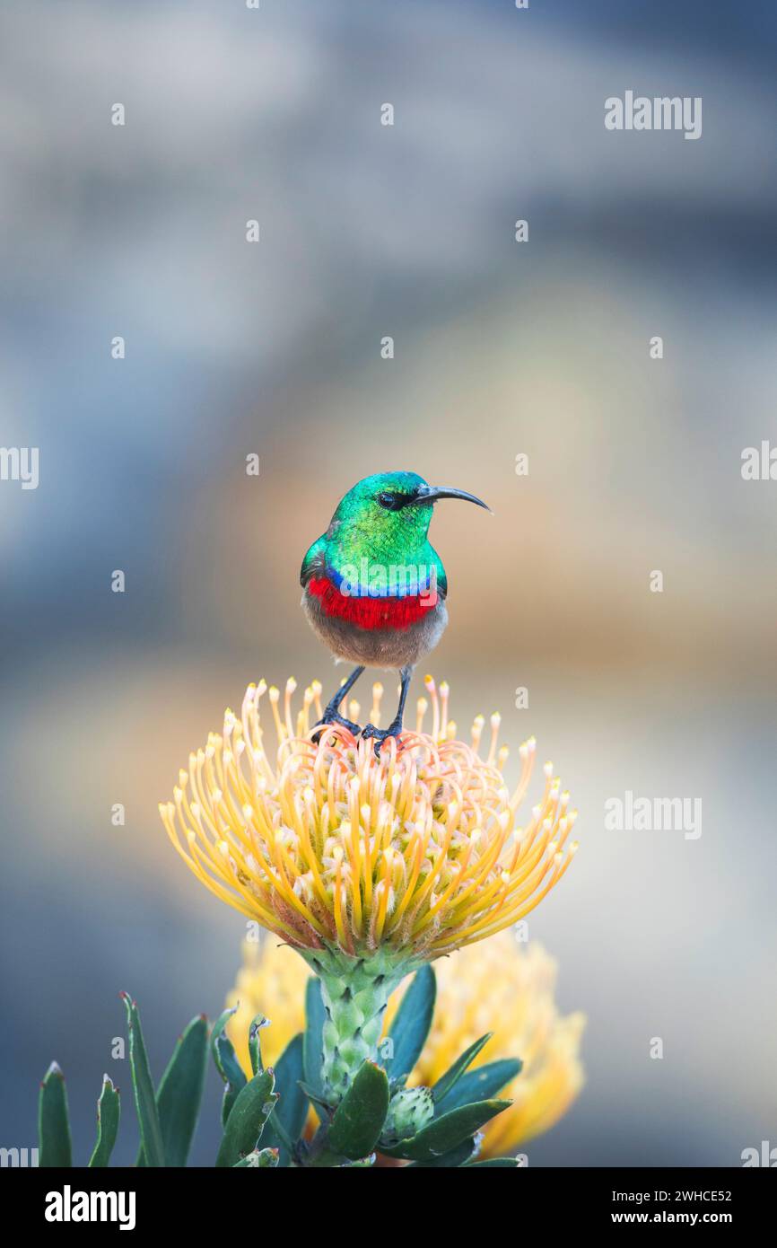 Africa, Garden Route, South Africa, Southern Double-collared Sunbird ...