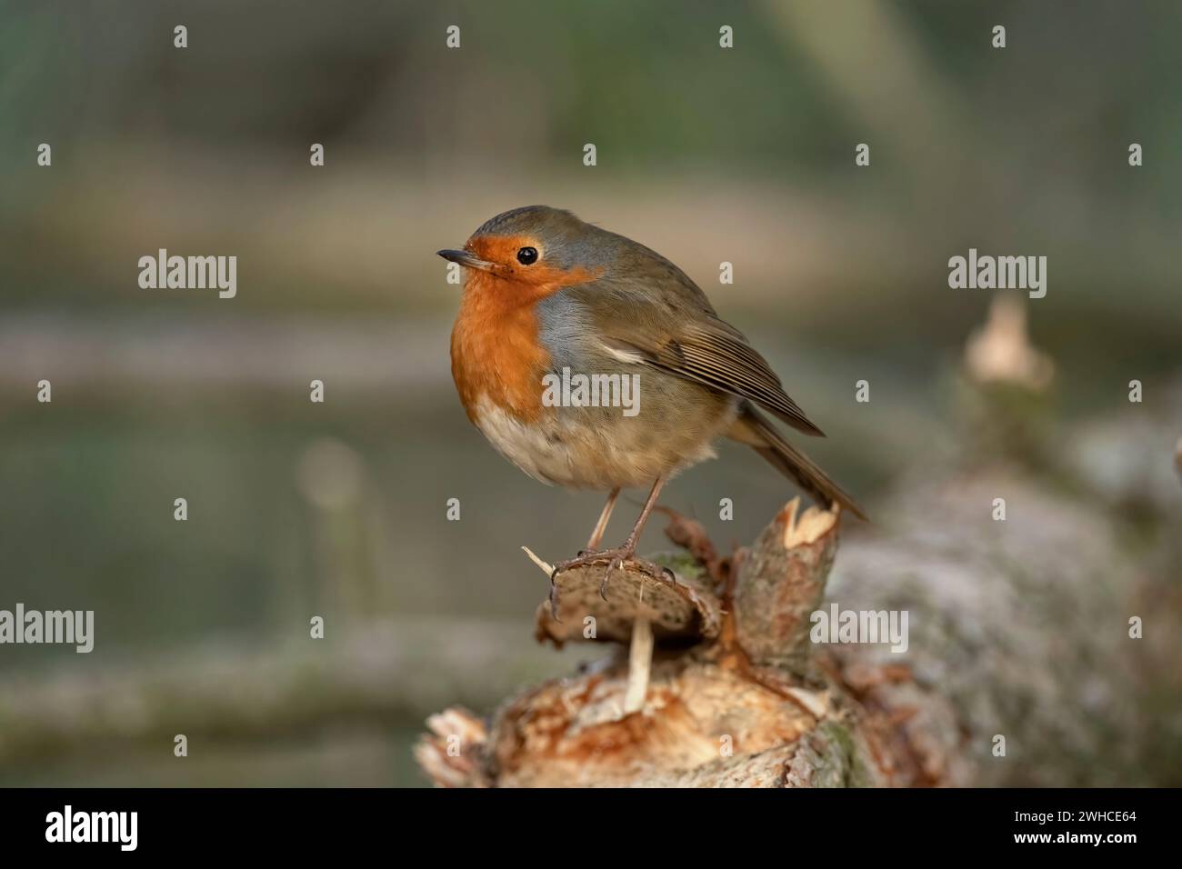 Side view of a Robin with a blurred background perched on a branch ...