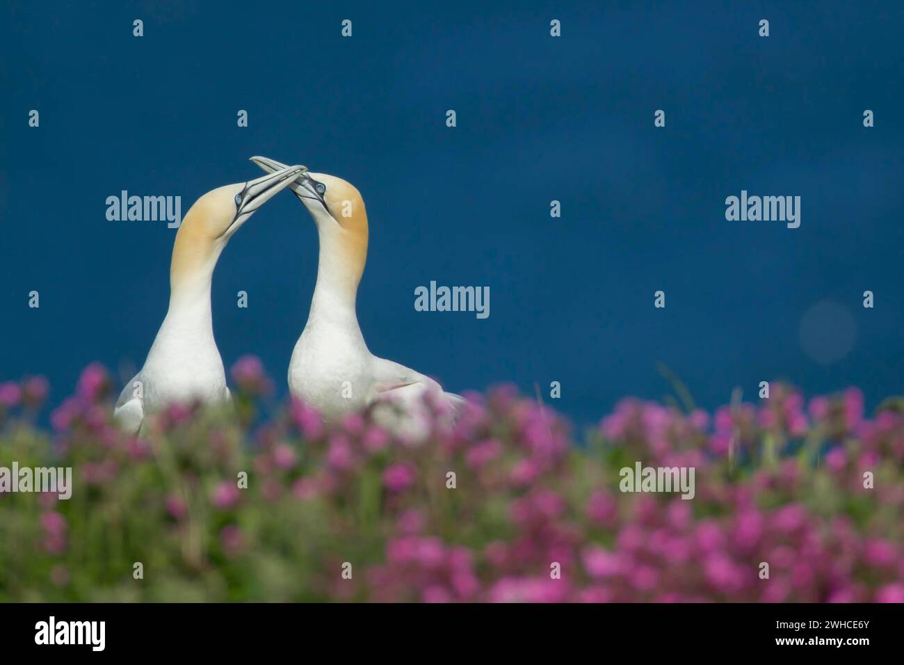 Northern gannet (Morus bassanus) two adult birds performing thier ...