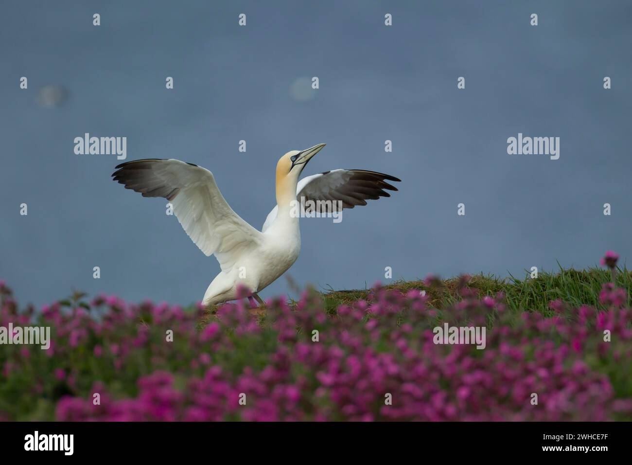 Northern gannet (Morus bassanus) adult bird stretching its wings ...