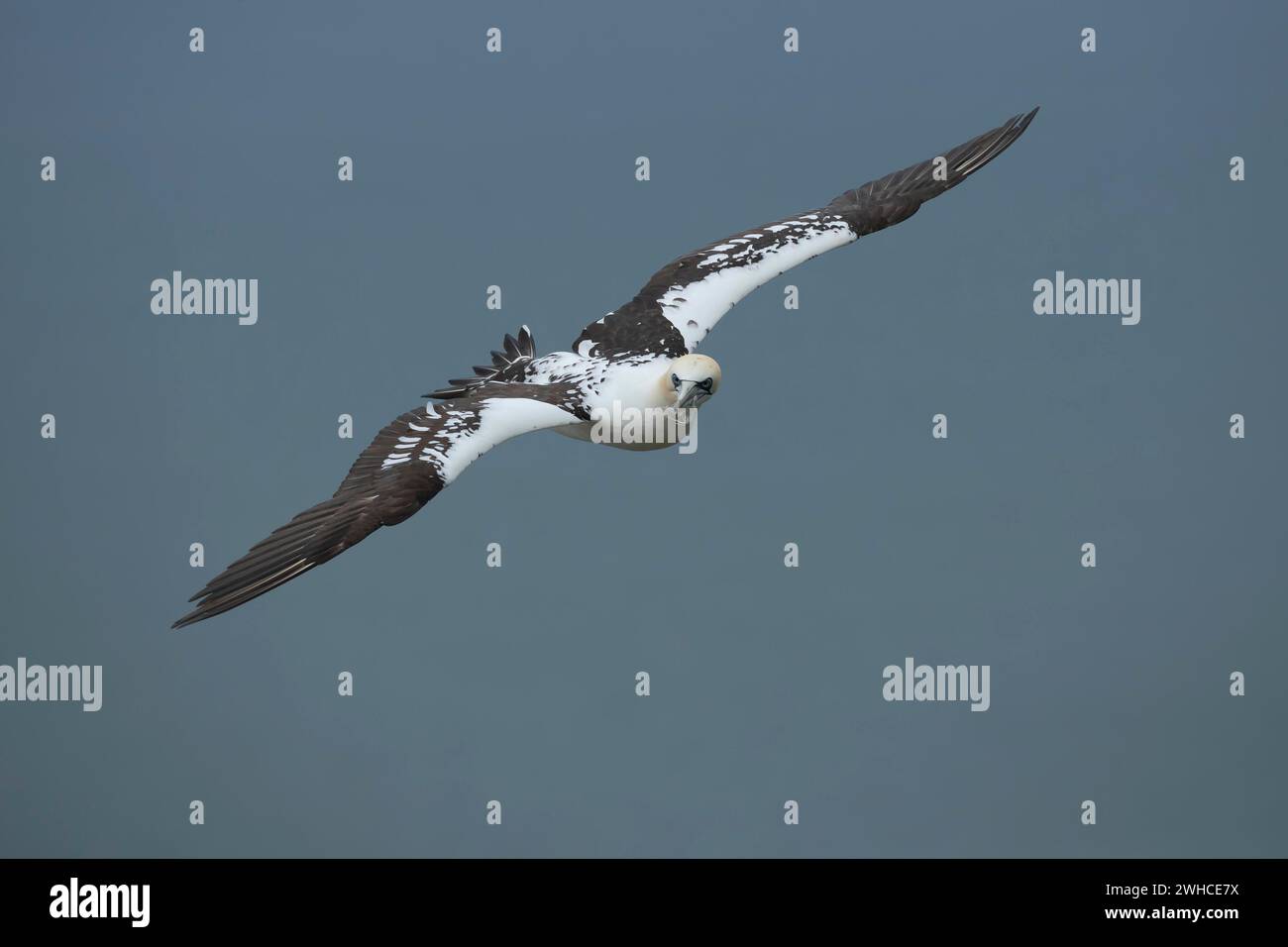 Northern gannet (Morus bassanus) adult bird in flight carrying sting ...