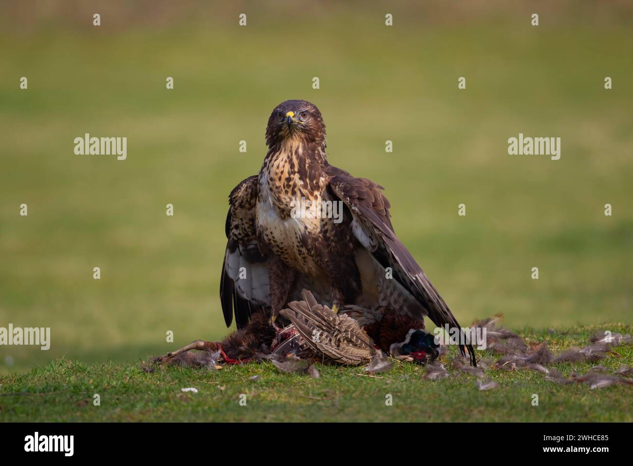 Common buzzard (Buteo buteo) adult bird mantling its prey of a dead ...