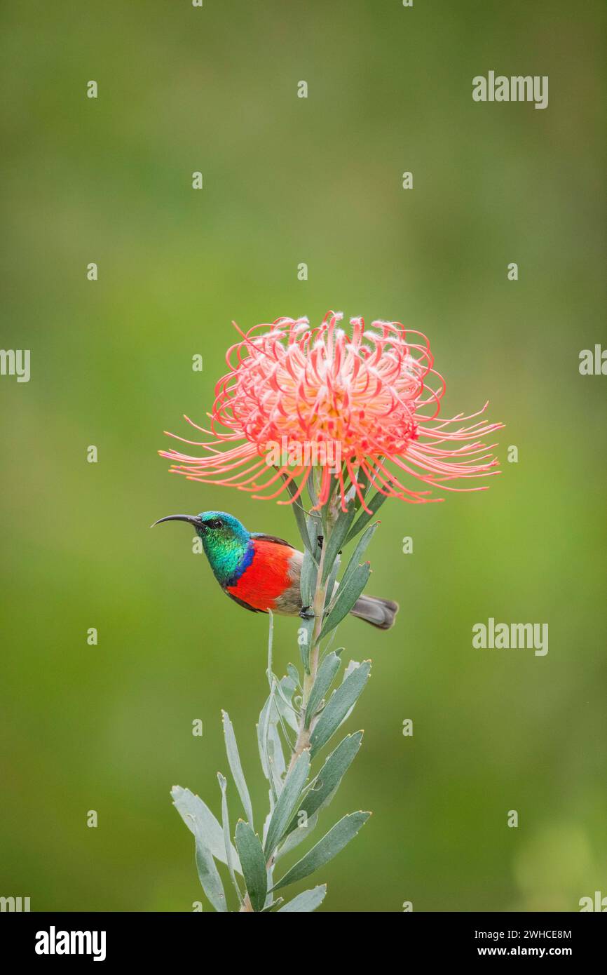Africa, Endemic, Garden Route, Greater Doublecollared Sunbird ...
