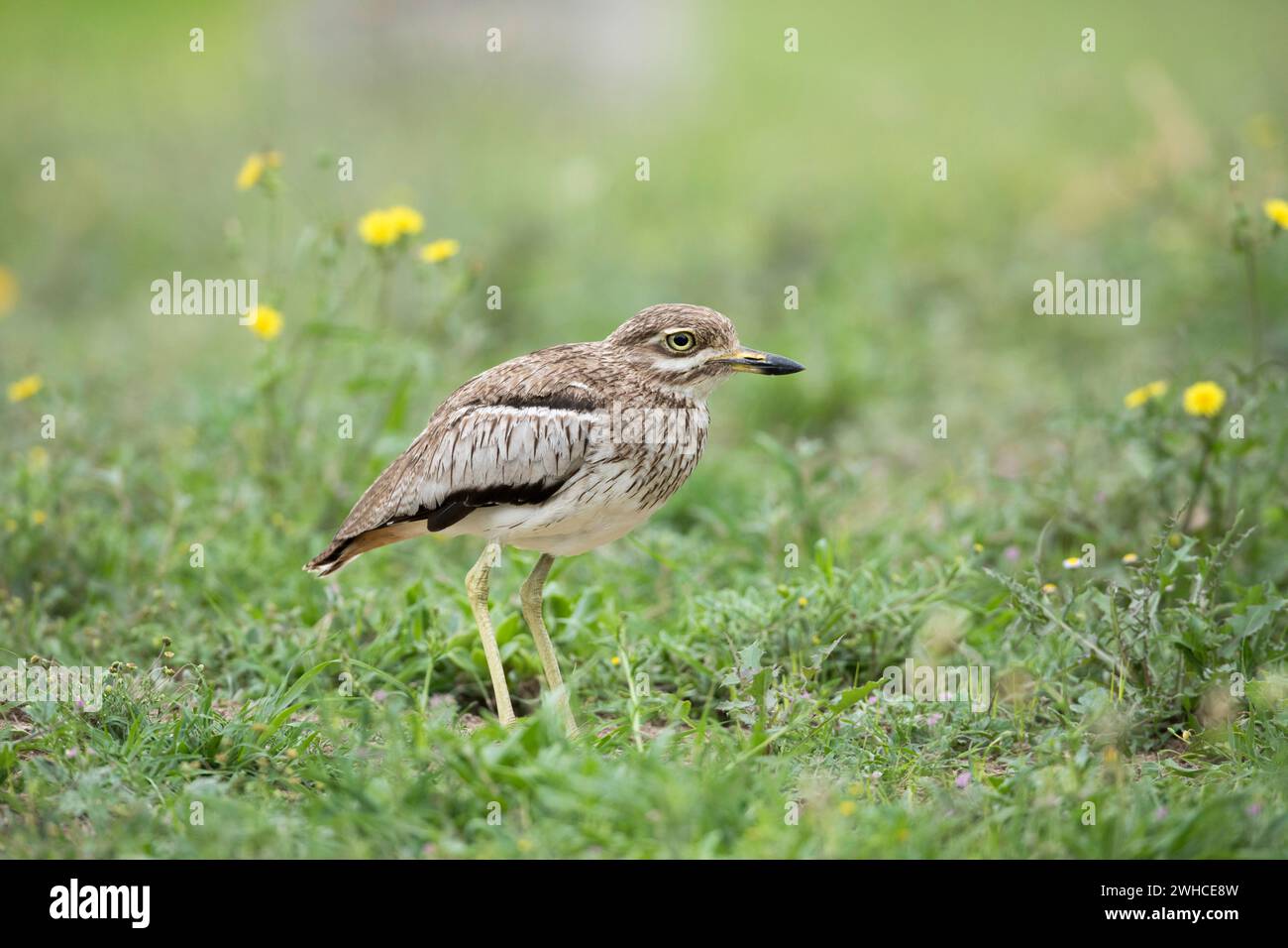Addo birds hi-res stock photography and images - Alamy