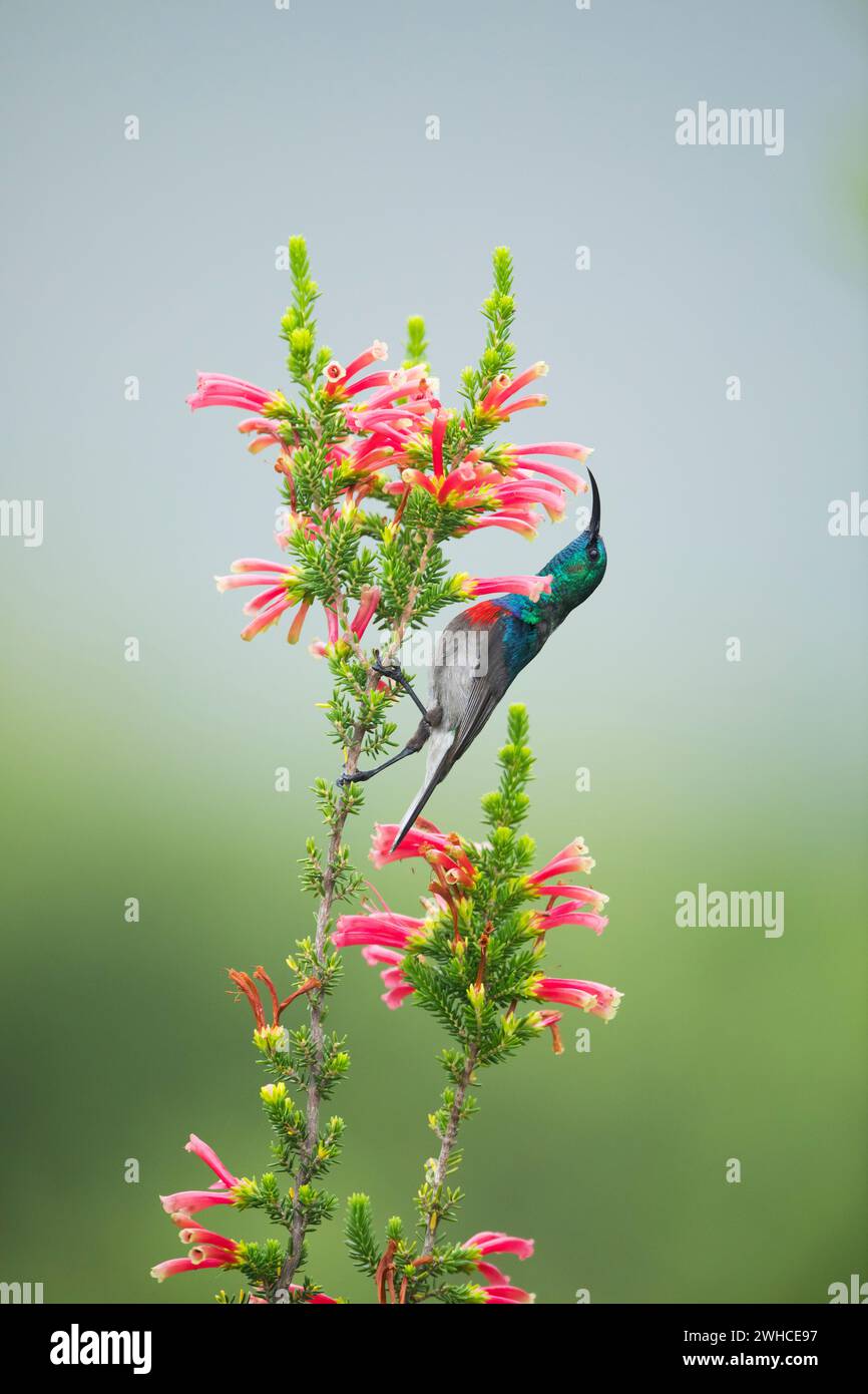 Africa, Garden Route, South Africa, Southern Double-collared Sunbird ...